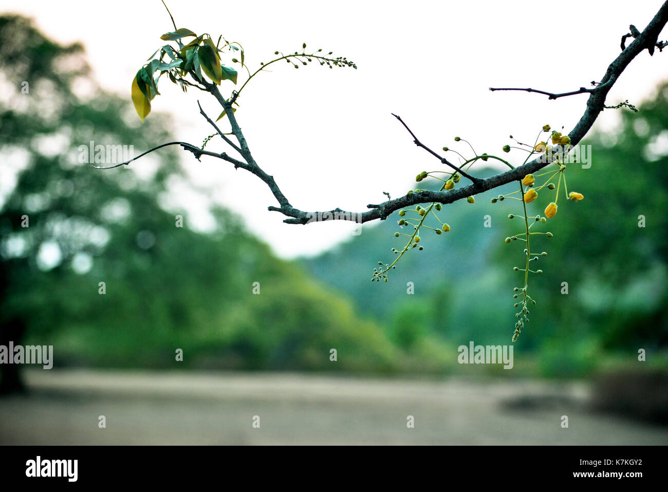 Growth photography hi-res stock photography and images - Alamy