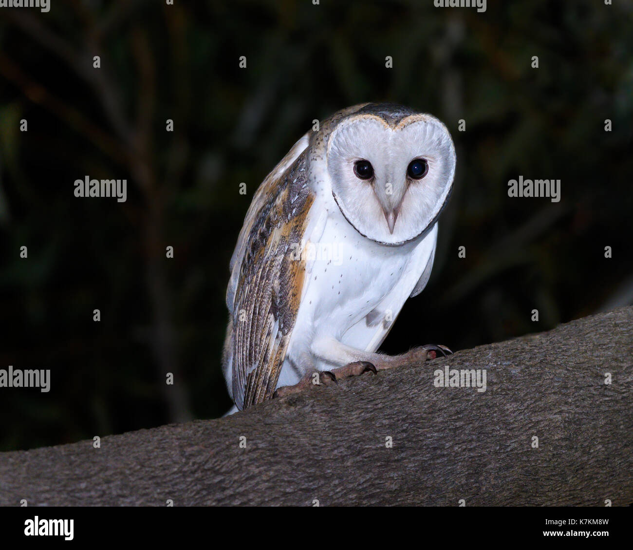 Australian barn owl hi-res stock photography and images - Alamy