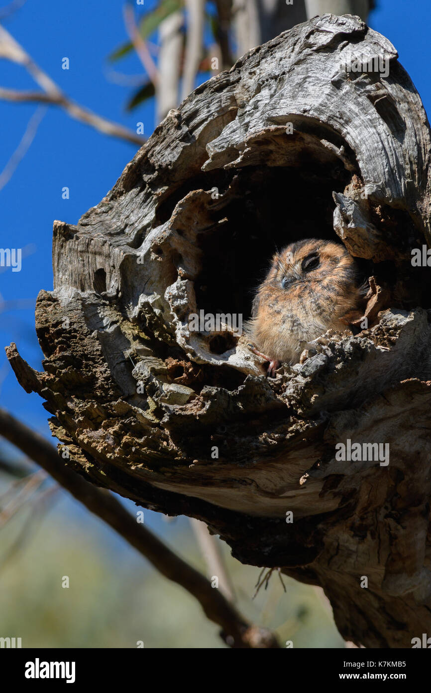 Tree hollow hi-res stock photography and images - Alamy
