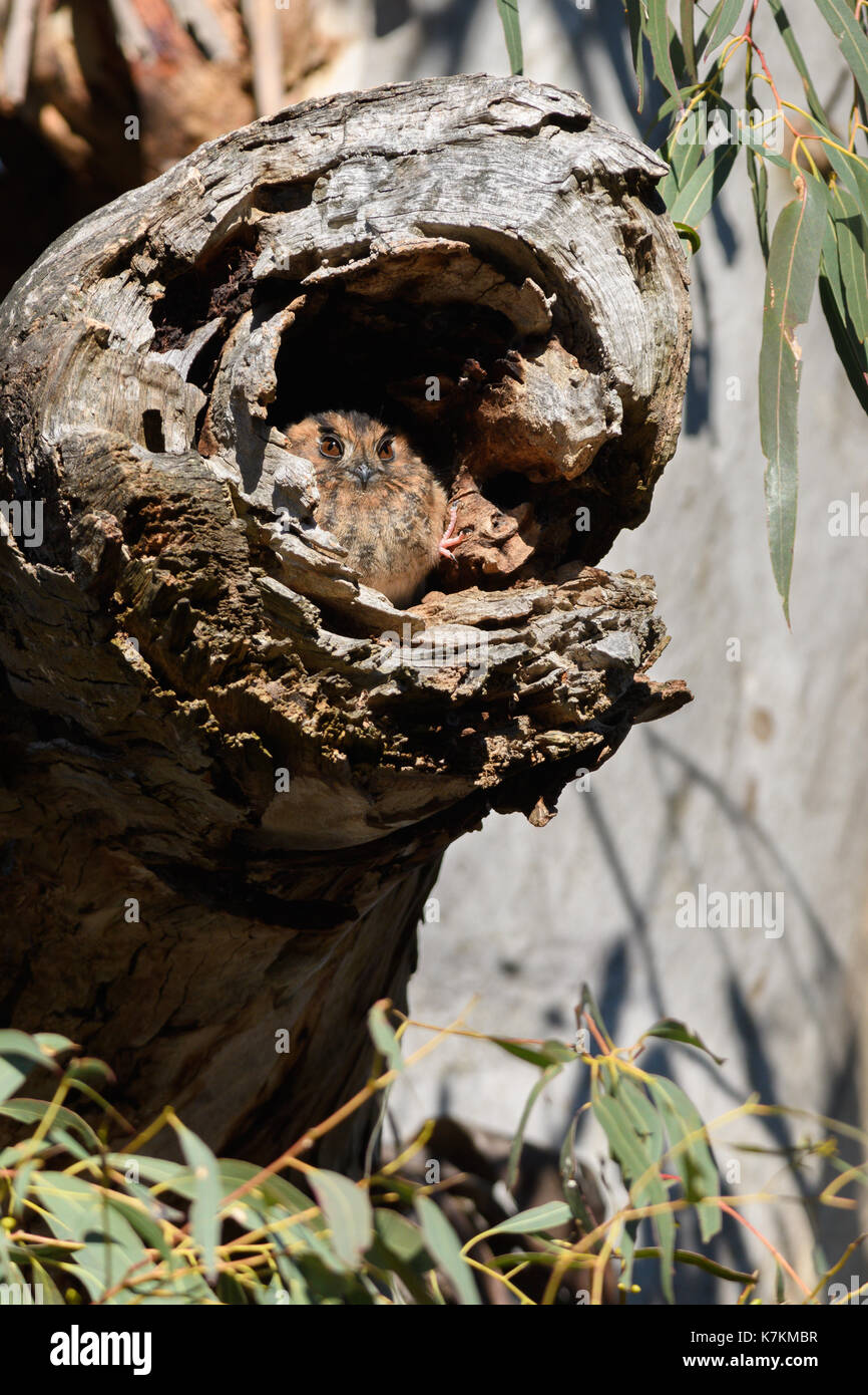 Tree hollow hi-res stock photography and images - Alamy