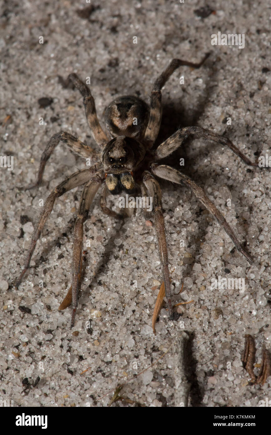Wolf spider australia hi-res stock photography and images - Alamy