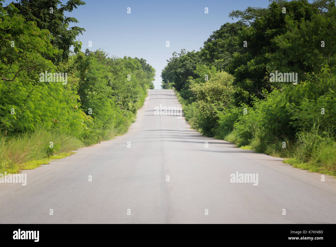 Road with trees on both sides hi-res stock photography and images - Alamy