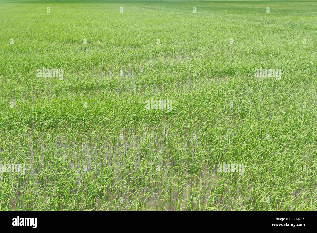 Green Paddy fields in Agricultural area of Thailand Stock Photo - Alamy