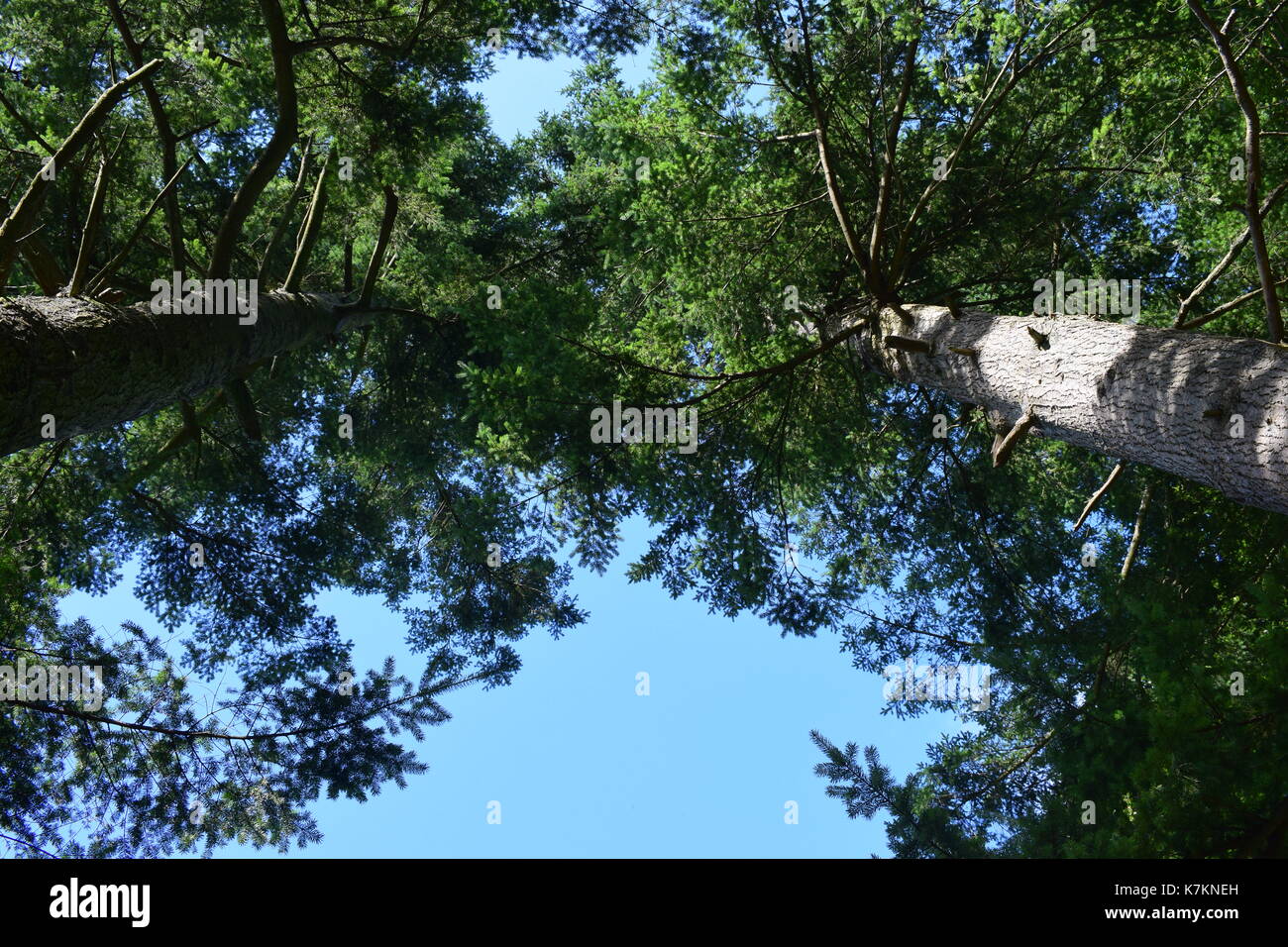 Top of trees Stock Photo - Alamy