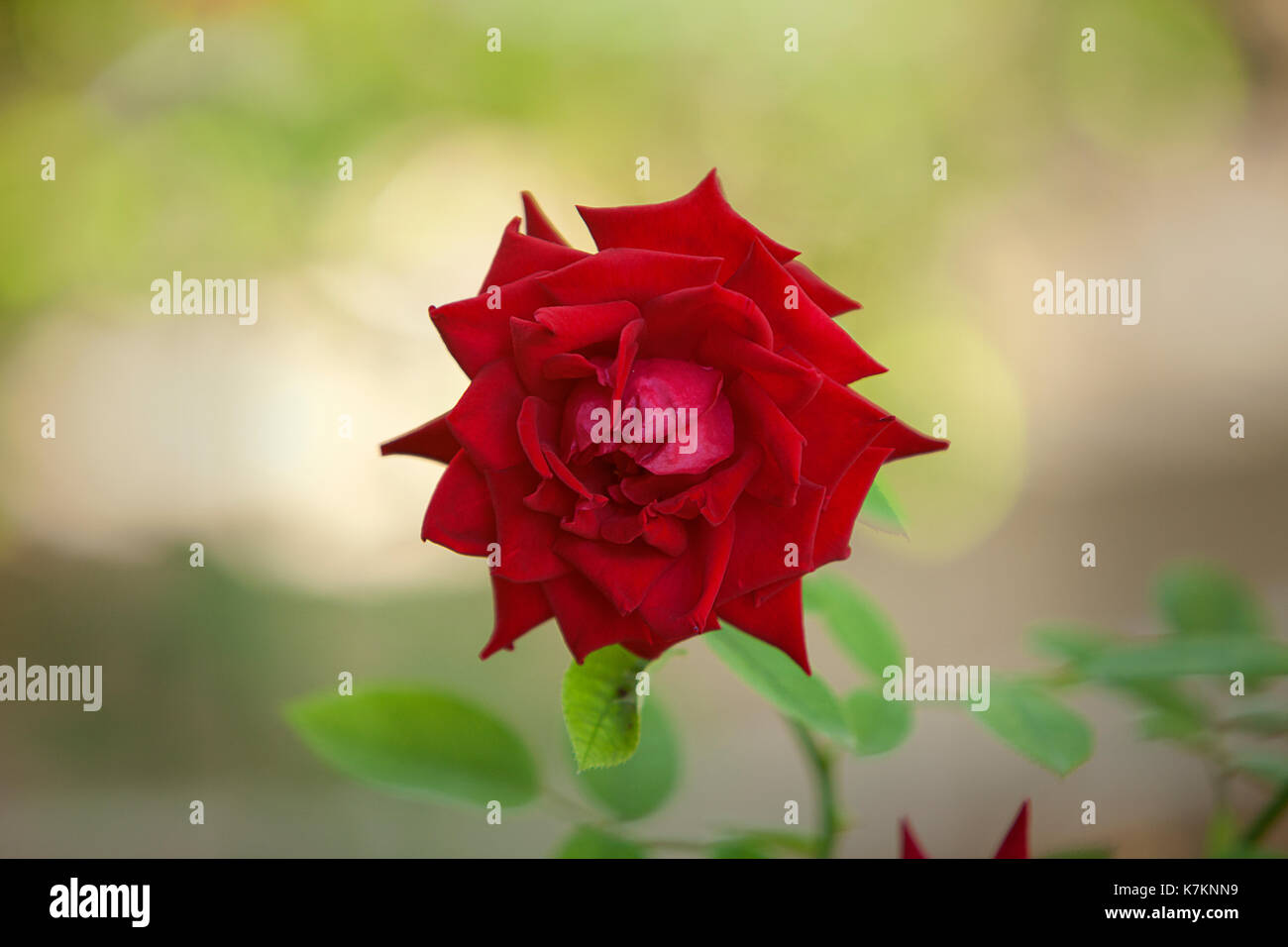 Super rose red hi-res stock photography and images - Alamy