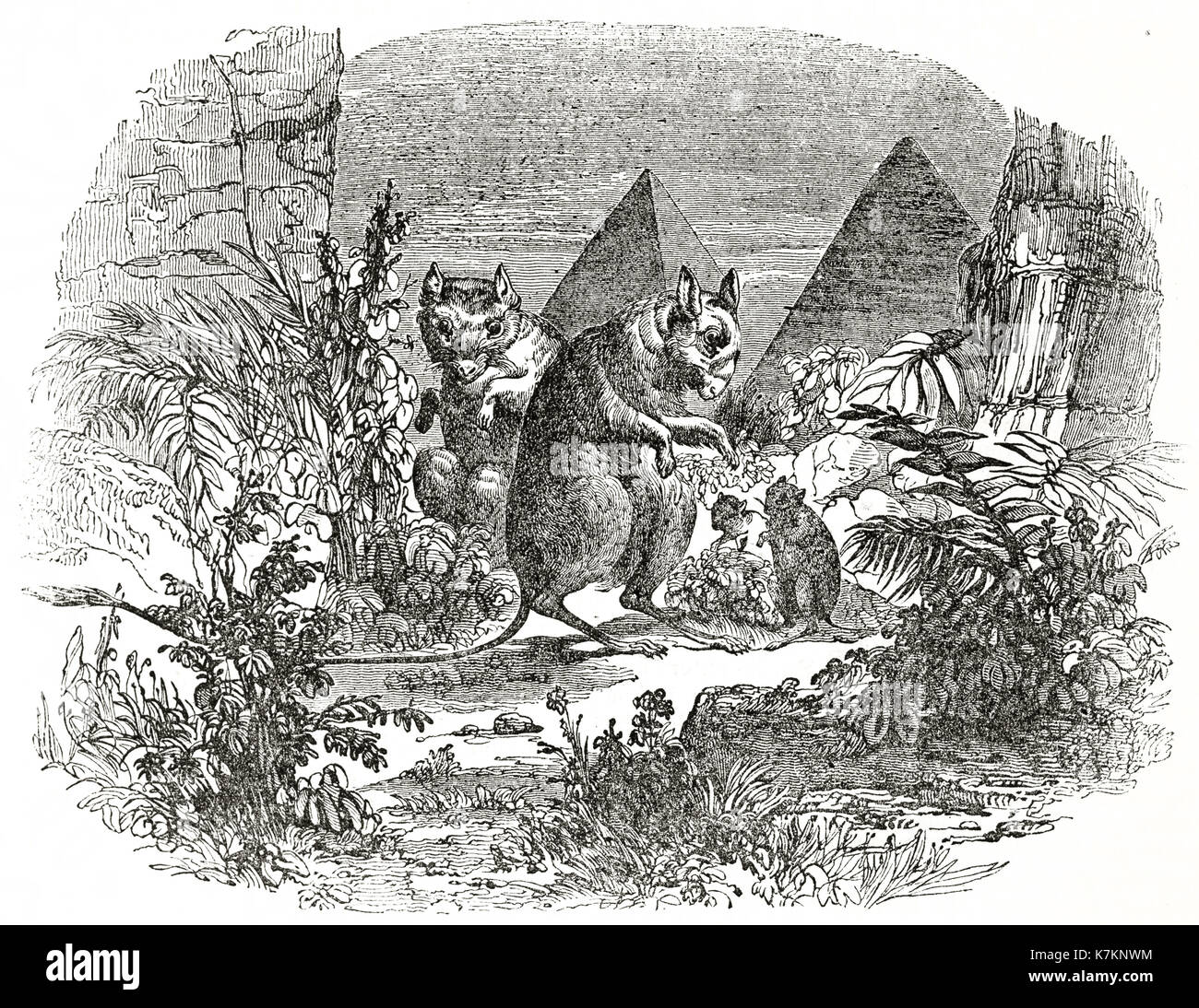 Old illustration of Jerboa family (Allactaga tetradactyla). By ...