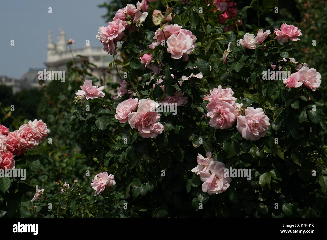 Pink Roses Garden Stock Photo - Alamy