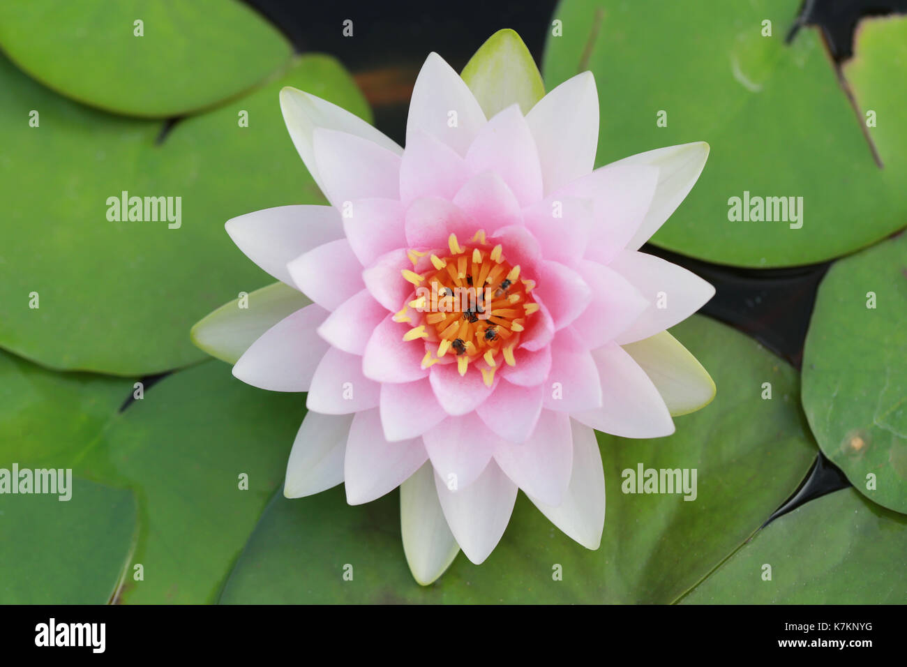 Pink lotus in the pool for design in your work Stock Photo - Alamy