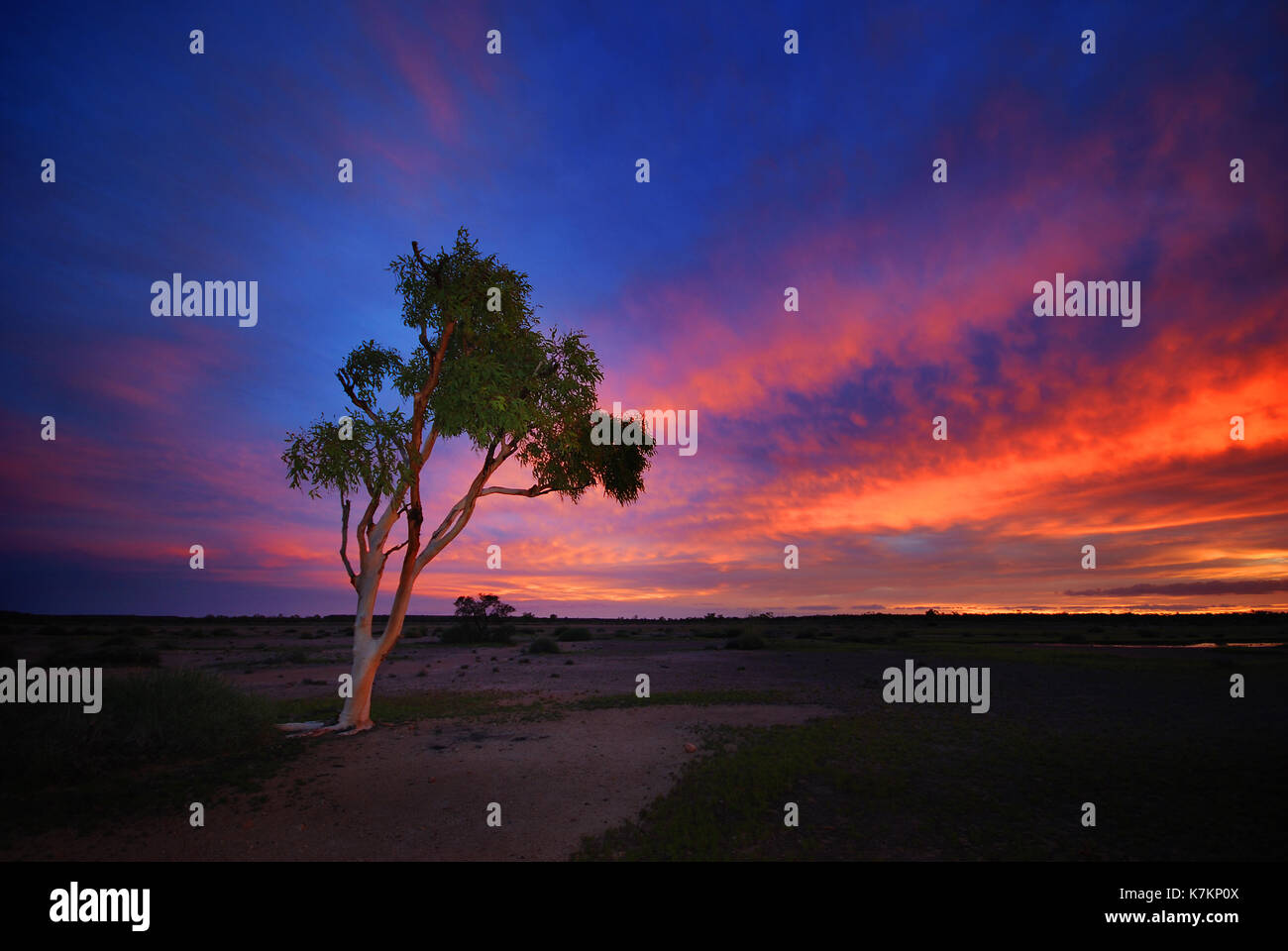 Lone gum tree at sunset Bladensberg National Park, Winton, Western ...