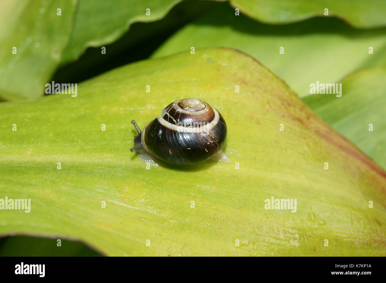 Uk snail hi-res stock photography and images - Alamy