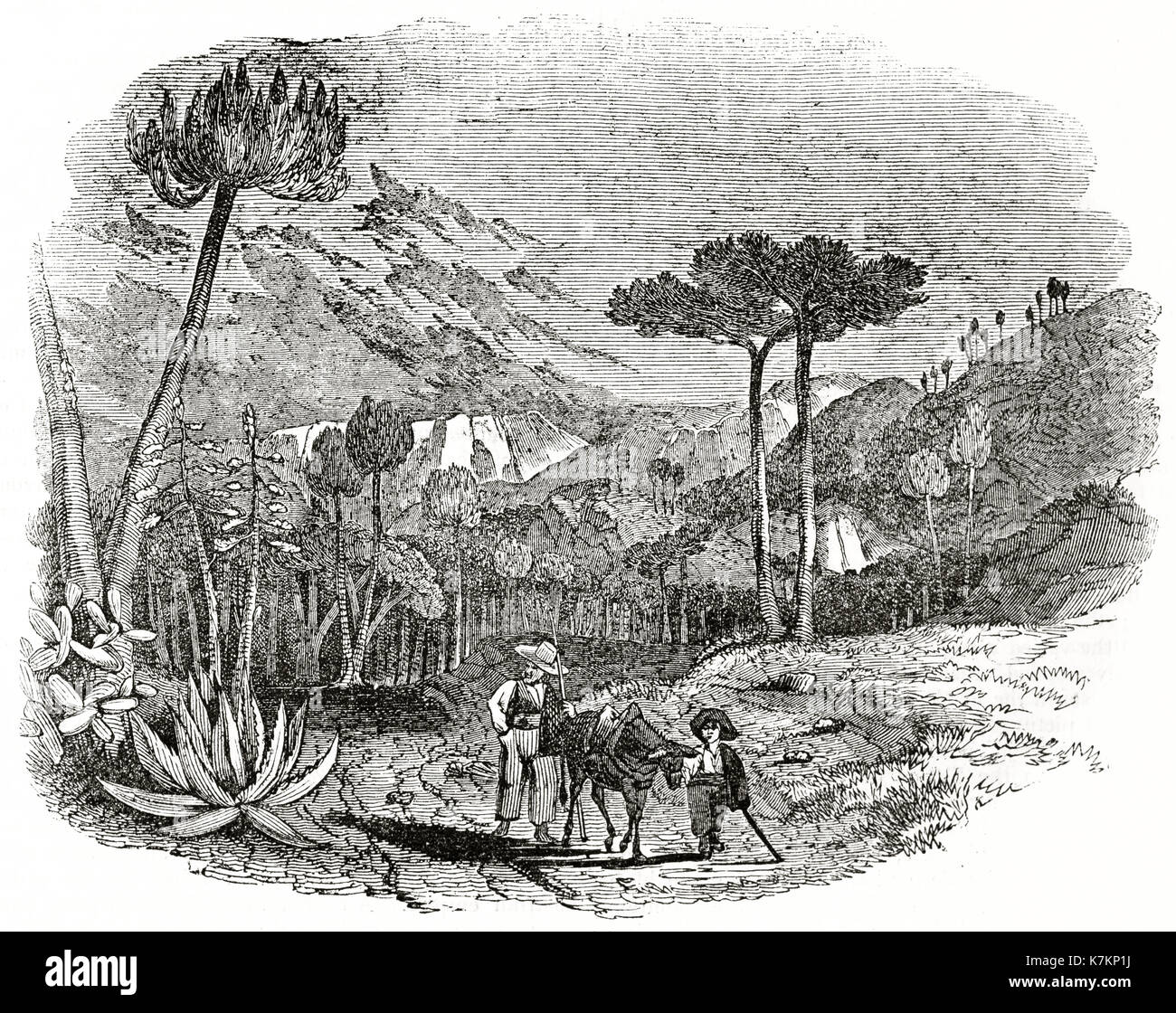 Walking ancient man with donkey drawing hi-res stock photography and ...