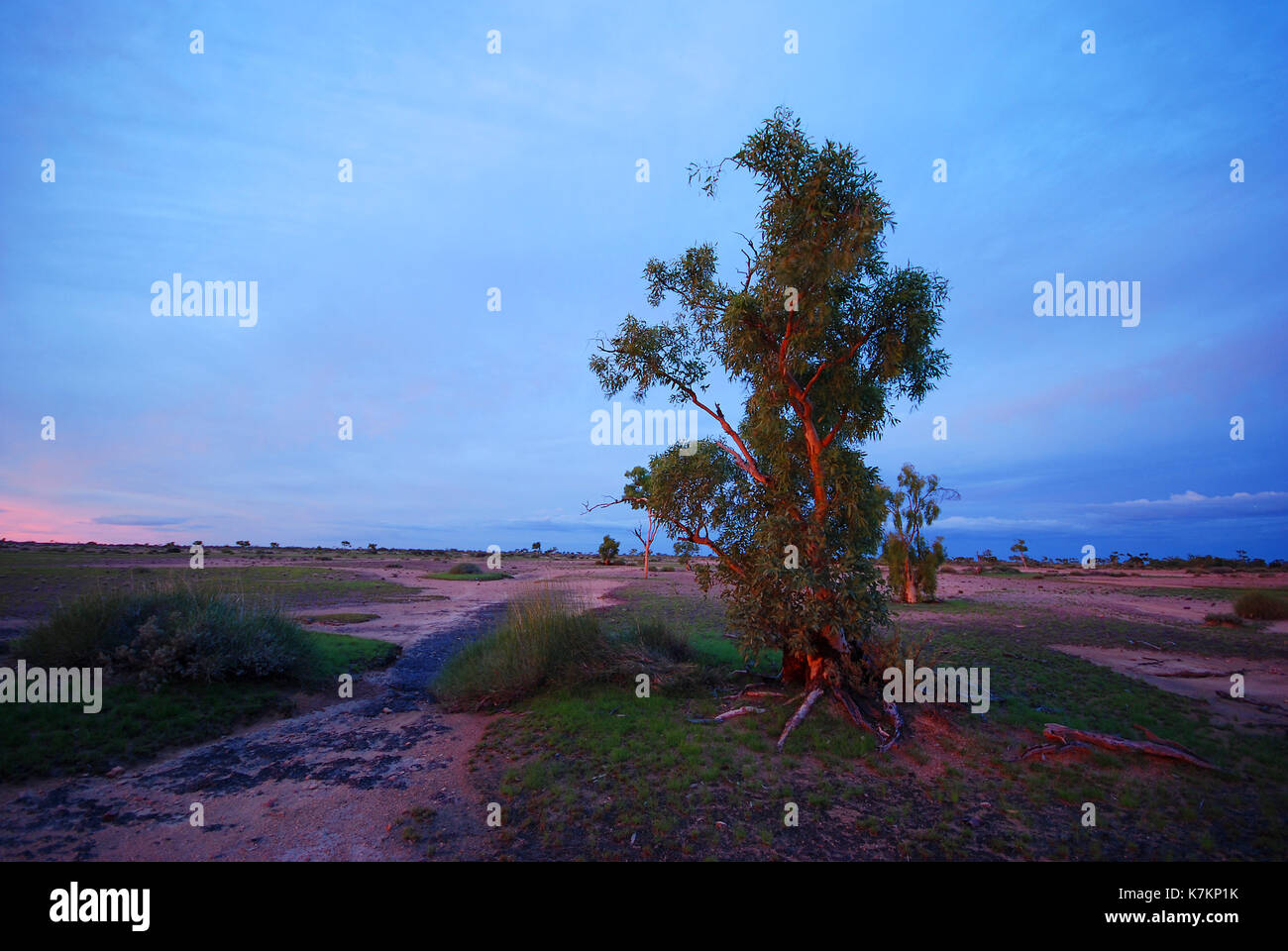 Lone gum tree at sunset Bladensberg National Park, Winton, Western ...