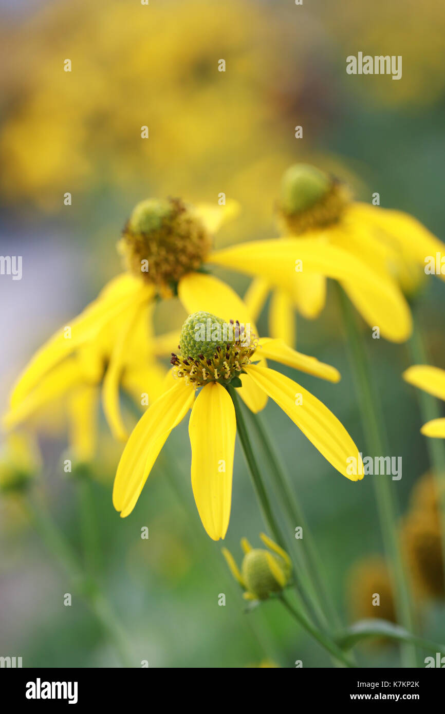 Japanese sunflower or Nitobe chrysanthemum with bloom in the garden ...