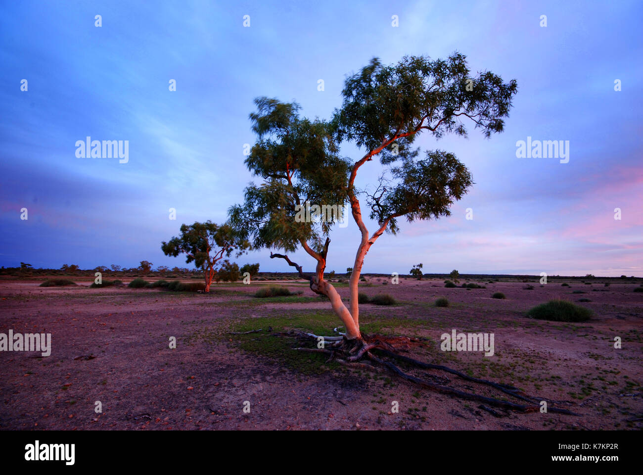Lone gum tree at sunset Bladensberg National Park, Winton, Western ...