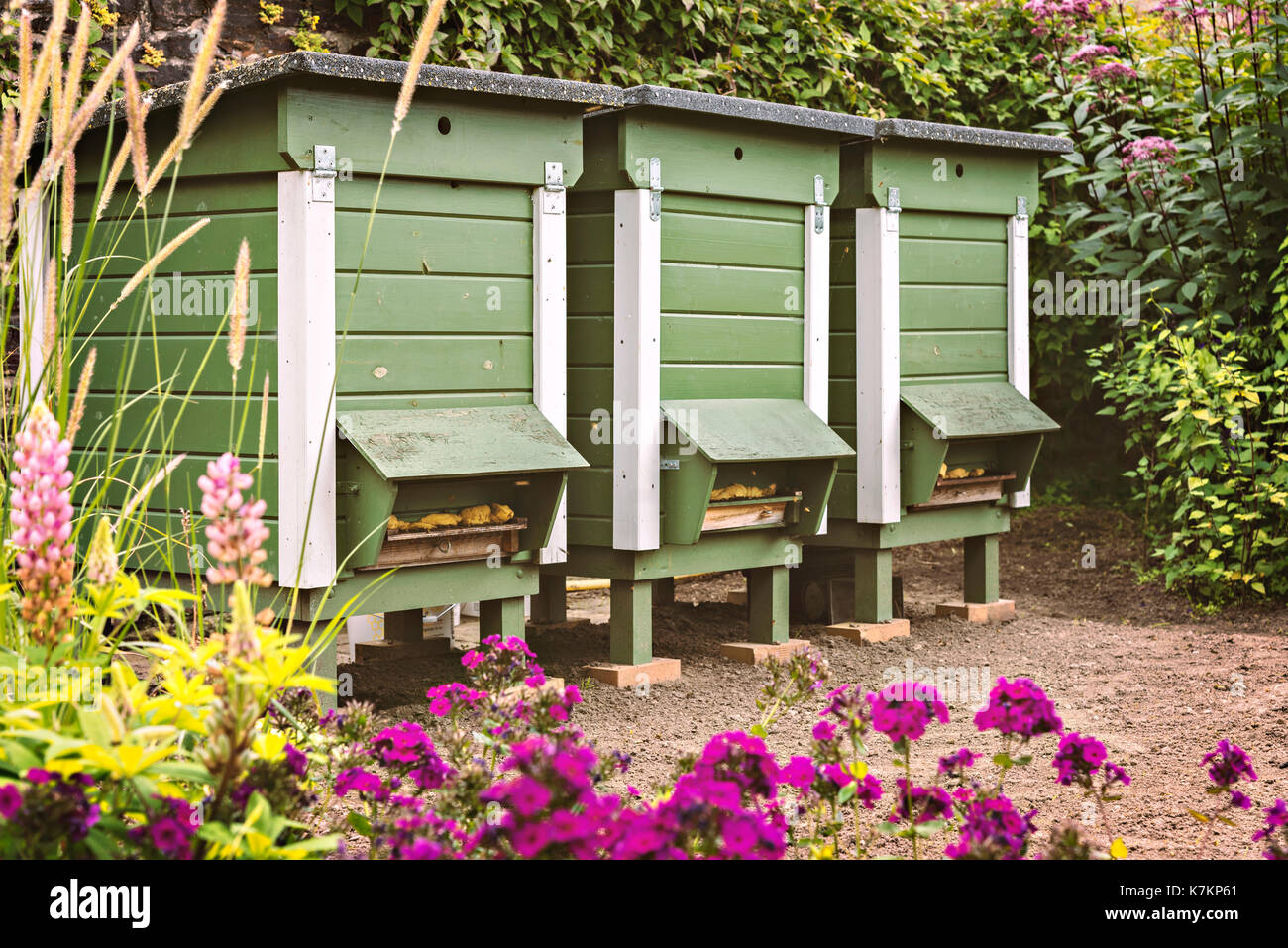 Beekeeping garden hi-res stock photography and images - Alamy