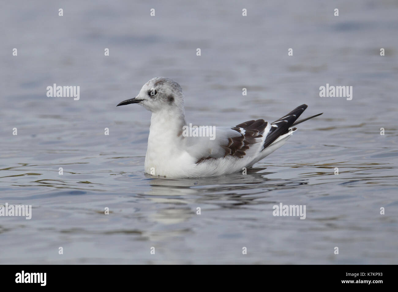 Little Gull (Larus minutus) adult in winter plumage, Shetland, Scotland ...