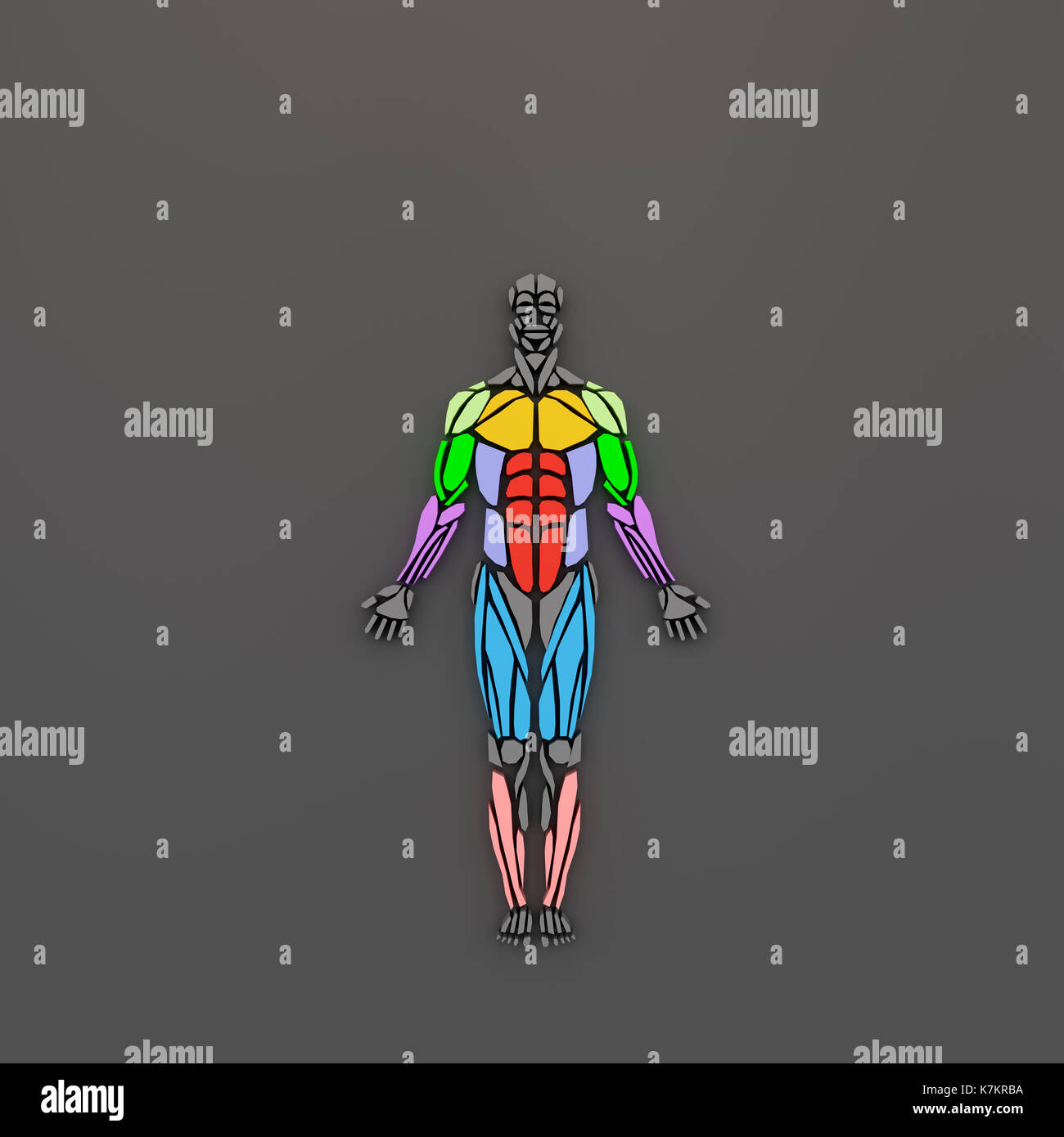 Male muscles diagram hi-res stock photography and images - Alamy