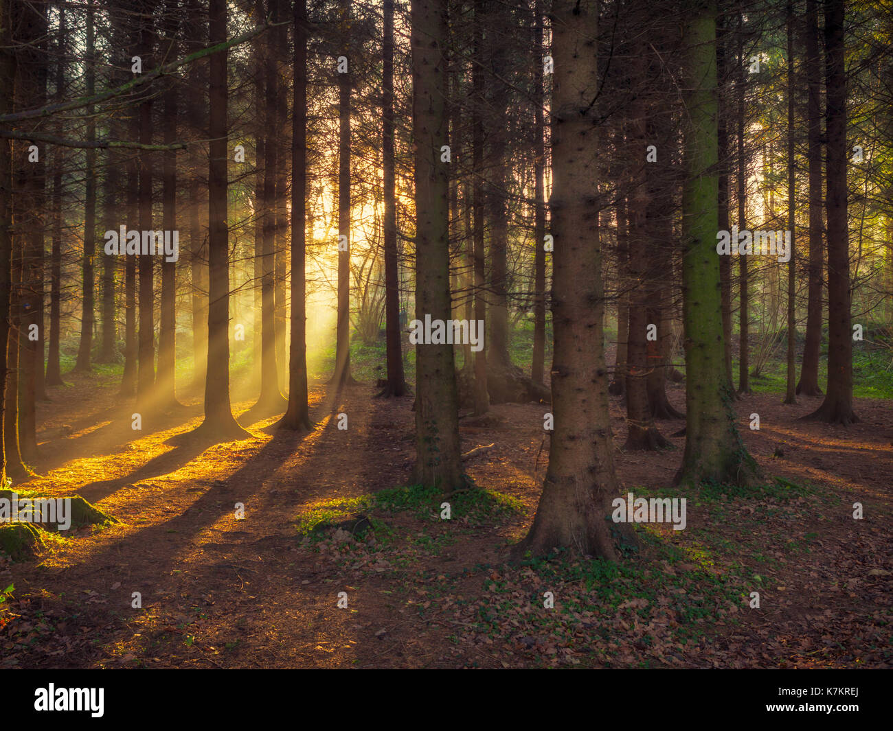 forest morning sun rising in the UK Stock Photo - Alamy