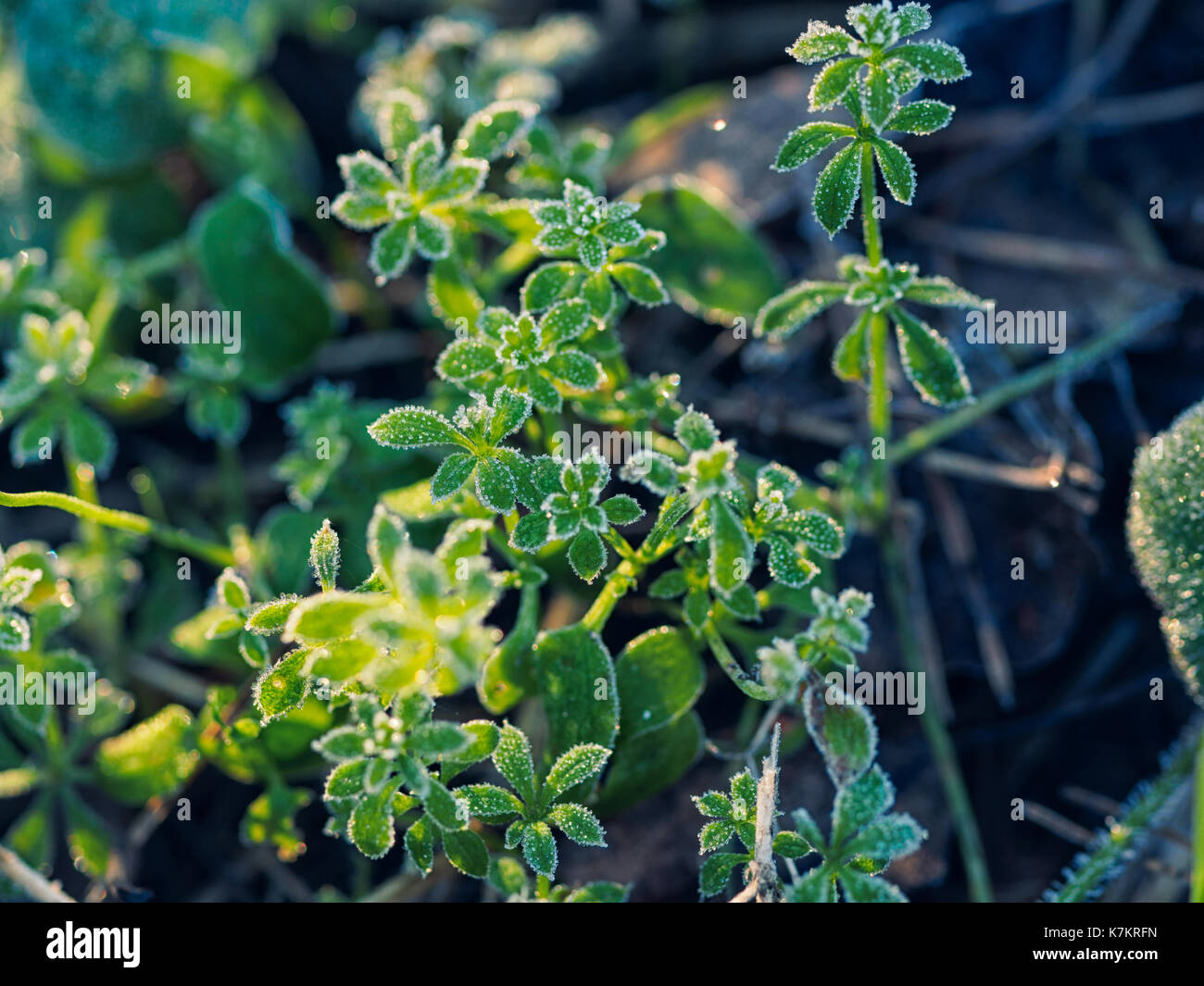 Frost green leaf in winter morning,UK Stock Photo - Alamy