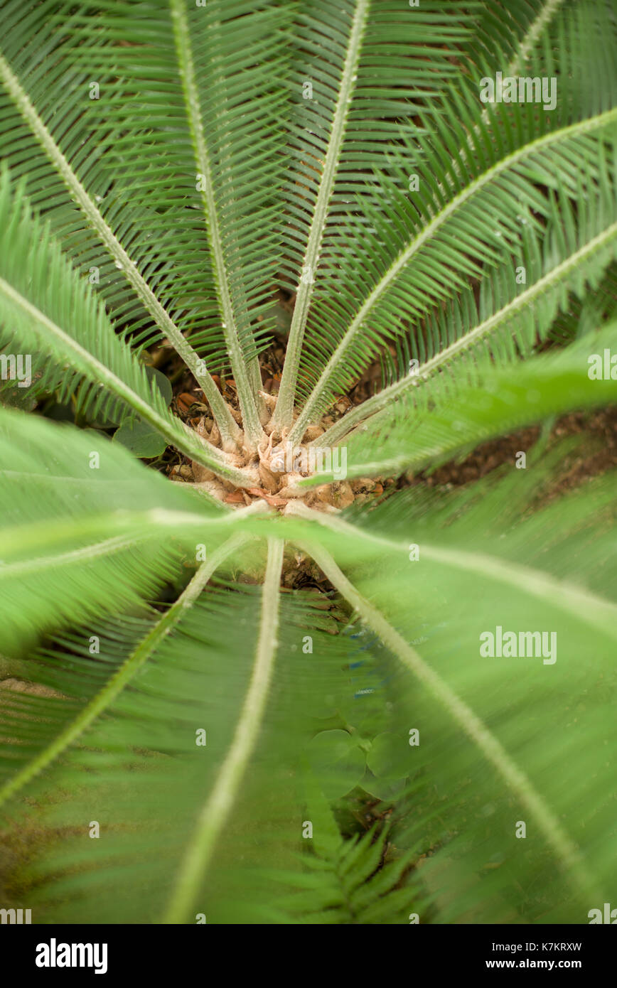 Dioon hi-res stock photography and images - Alamy