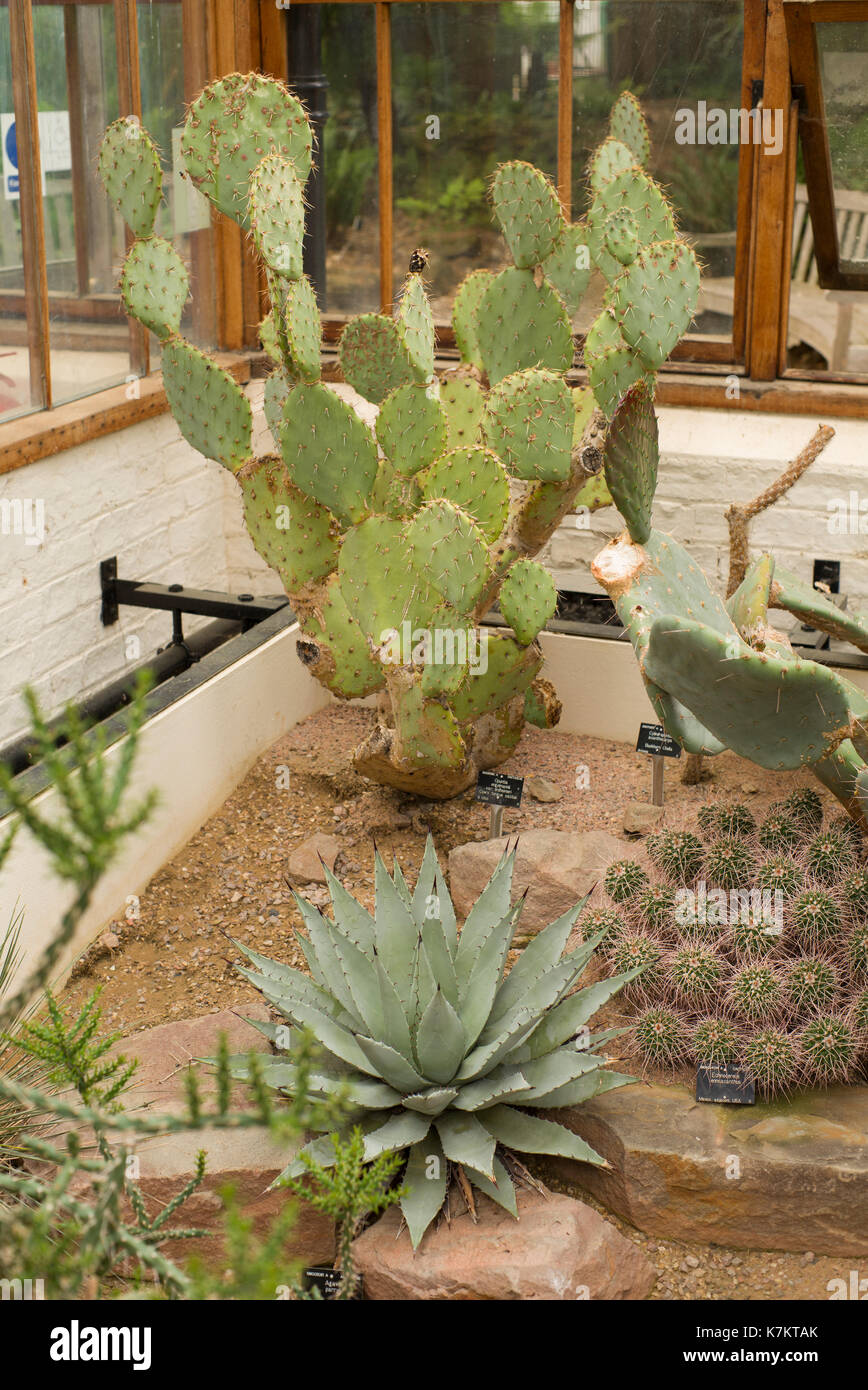 Cacti collection in glasshouse hi-res stock photography and images - Alamy