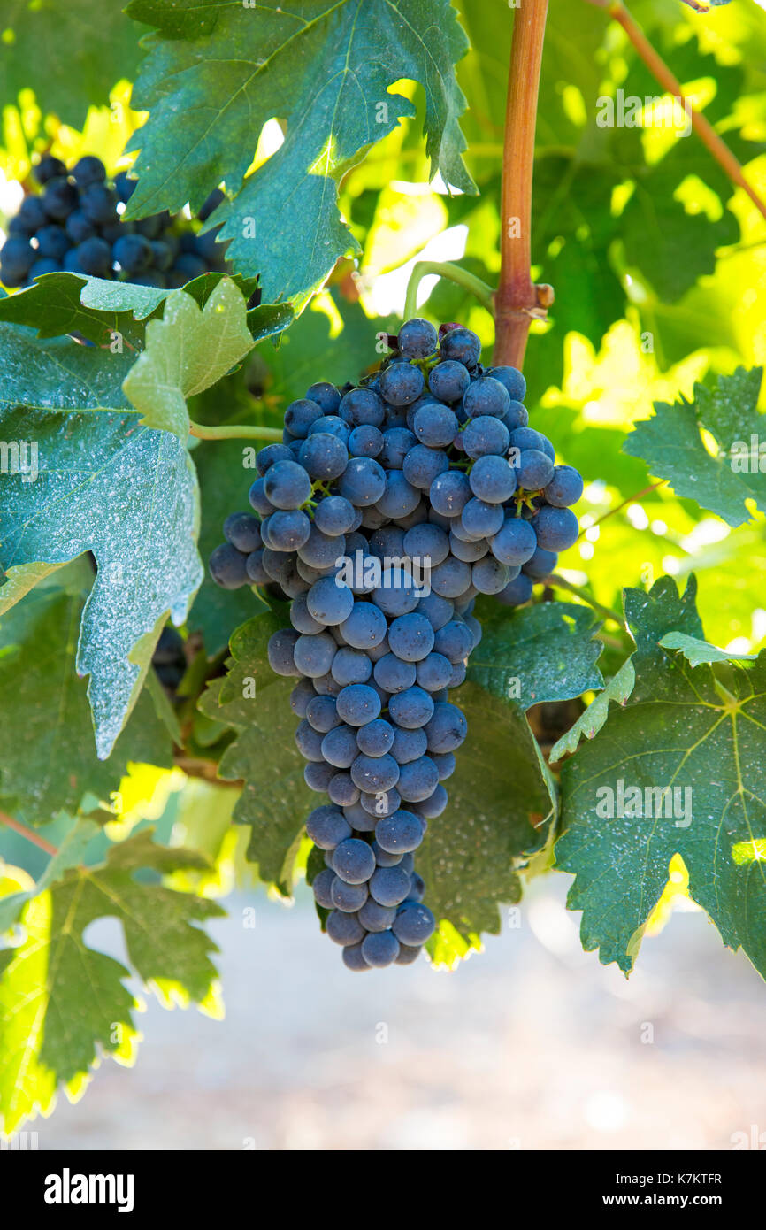 Tempranillo grapes, ribera del Duero wine production in Valbuena de ...