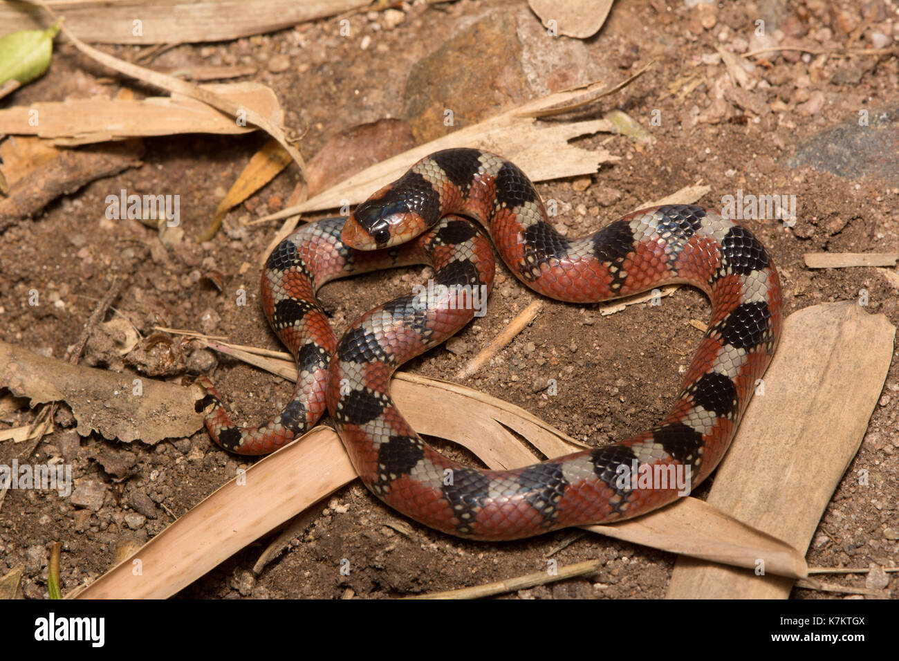 Thornscrub Hook-nosed Snake (Gyalopion quadrangulare) from Sonora ...