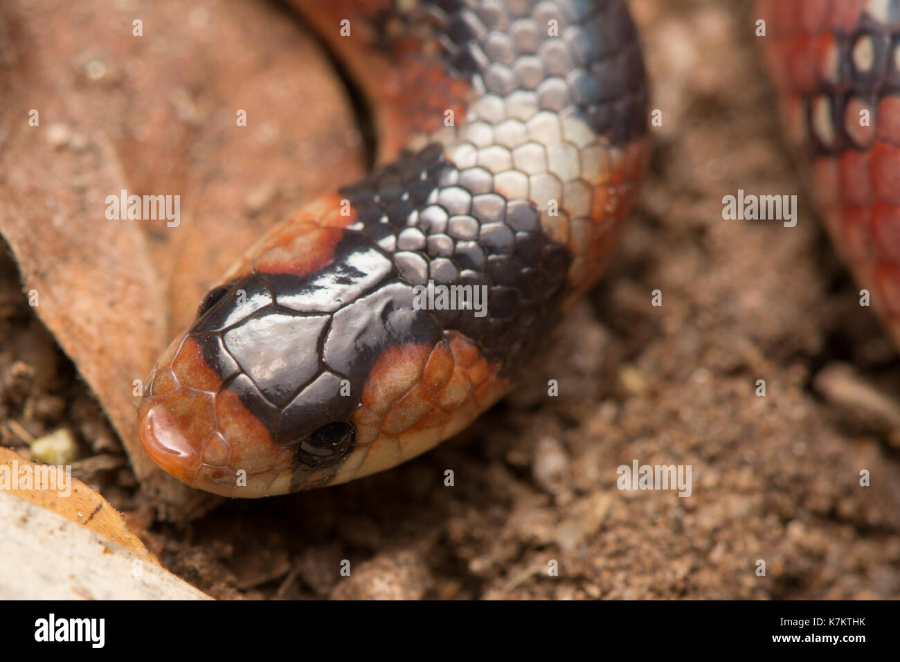 Thornscrub Hook-nosed Snake (Gyalopion quadrangulare) from Sonora ...