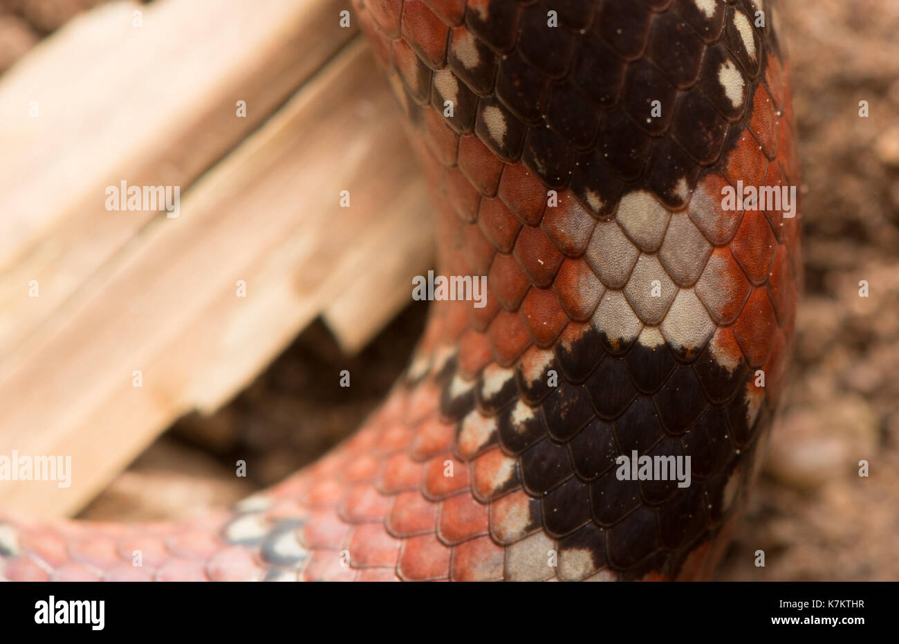 Thornscrub Hook-nosed Snake (Gyalopion quadrangulare) from Sonora ...