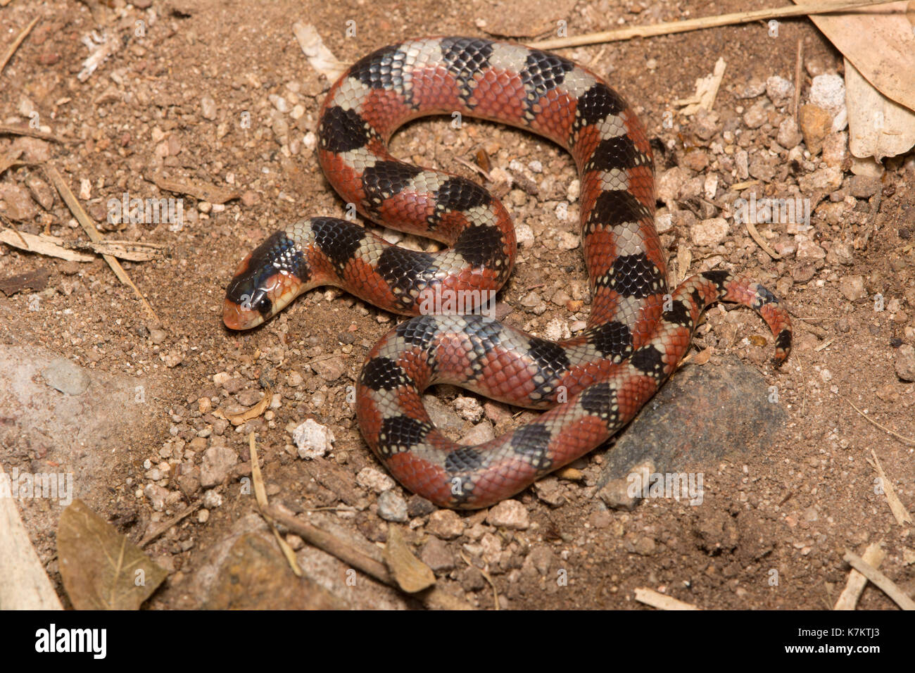 Snake Hook High Resolution Stock Photography and Images - Alamy