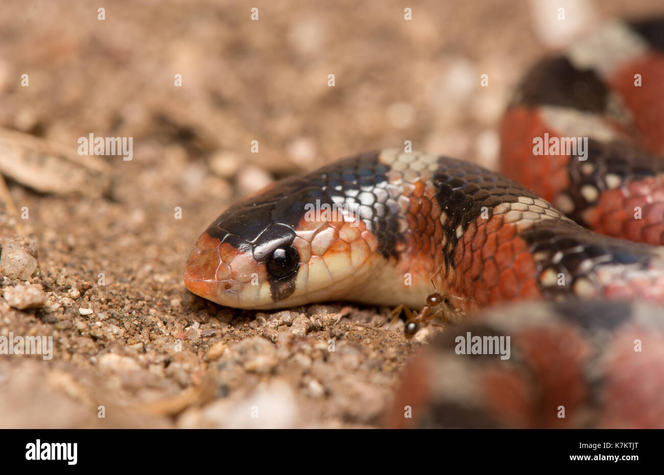Thornscrub Hook-nosed Snake (Gyalopion quadrangulare) from Sonora ...