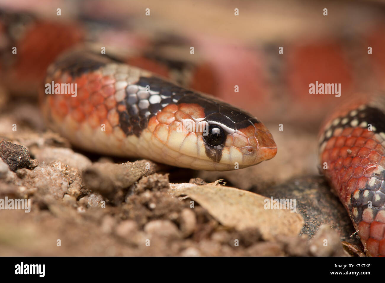 Hooknose snake hi-res stock photography and images - Alamy