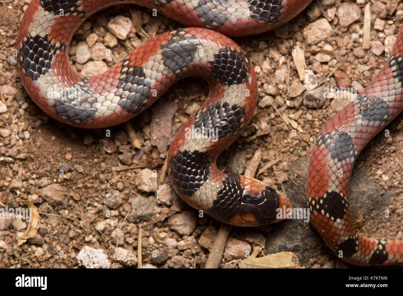 Thornscrub hook nosed snake hi-res stock photography and images - Alamy