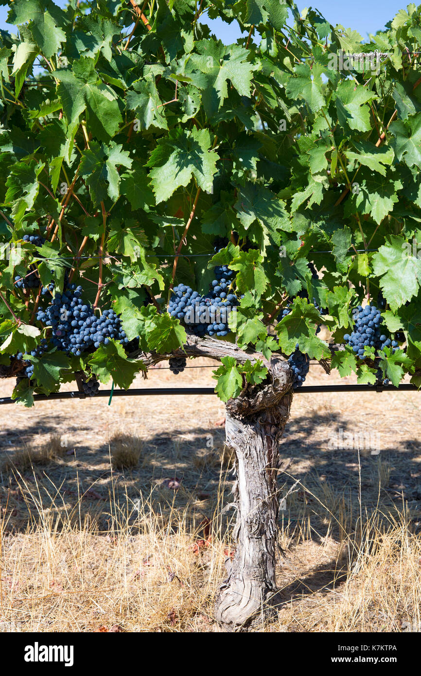Tempranillo grapes hi-res stock photography and images - Alamy