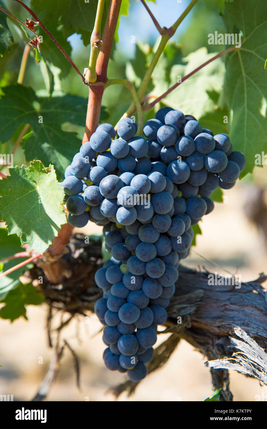 Tempranillo grapes at Finca Villacreces, Ribera del Duero wine ...