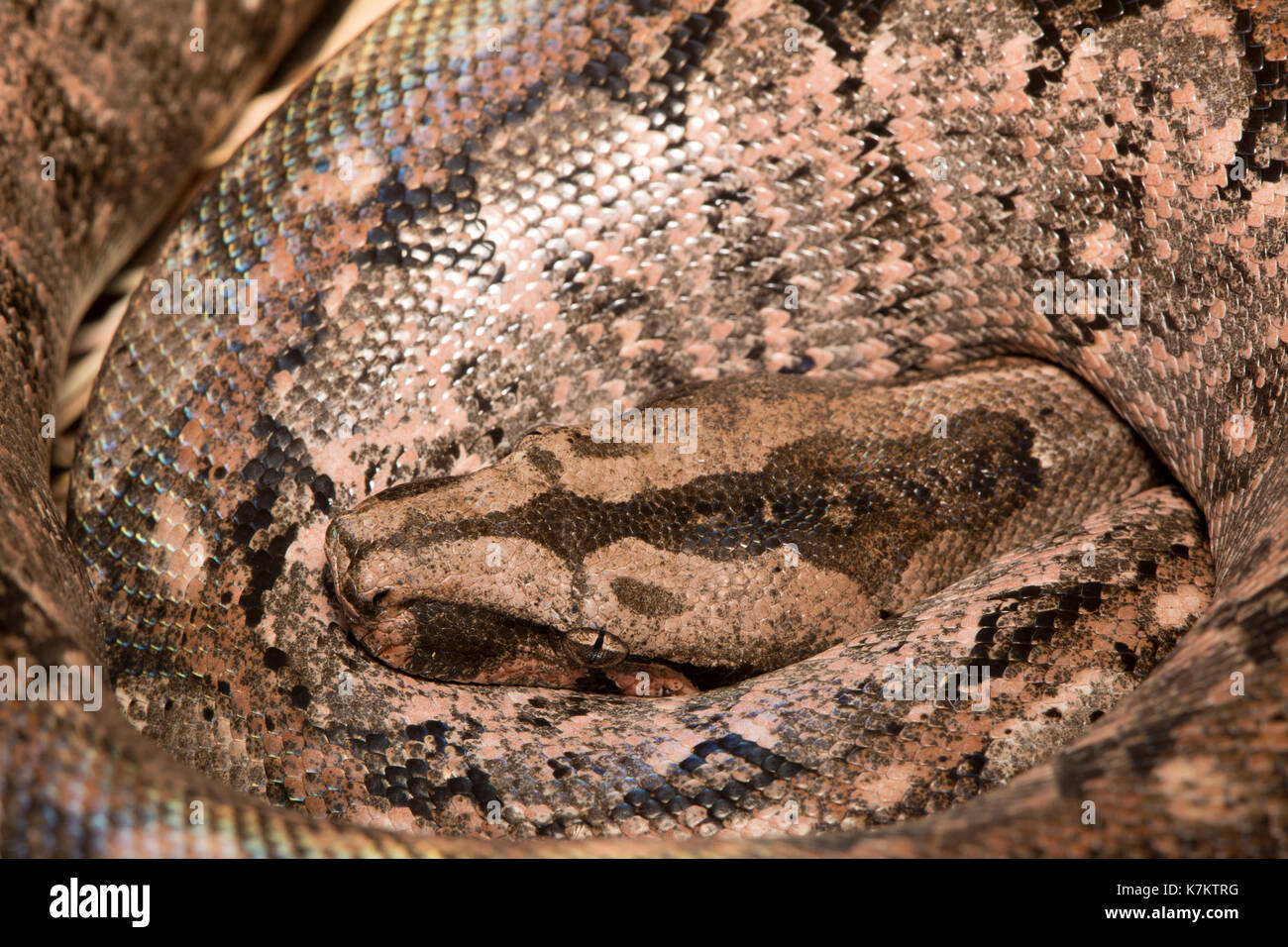Common Northern Boa (Boa imperator) from Sonora, Mexico Stock Photo - Alamy