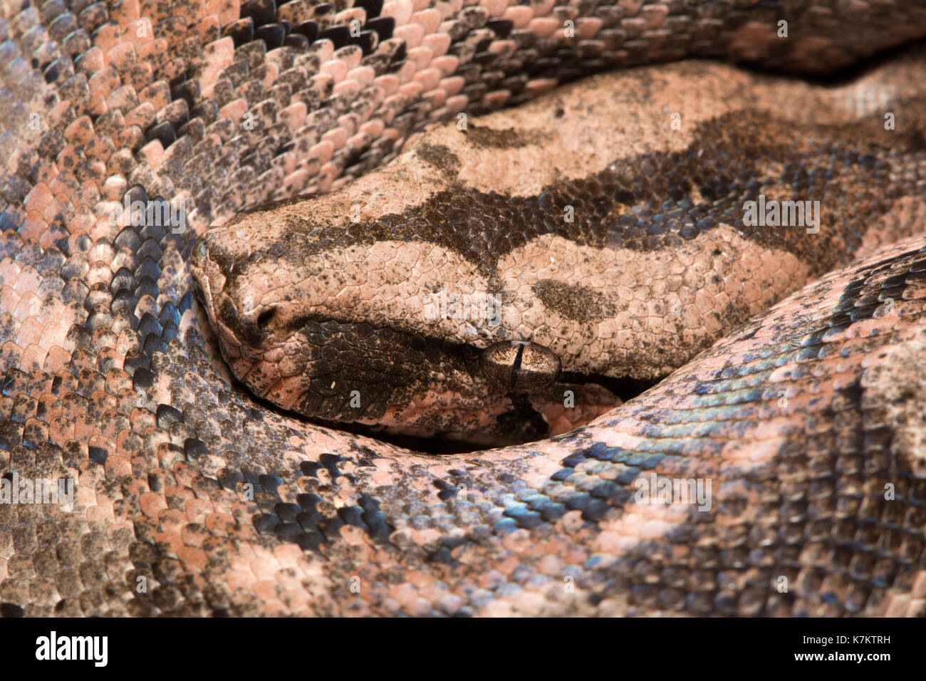 Common Northern Boa (Boa imperator) from Sonora, Mexico Stock Photo - Alamy