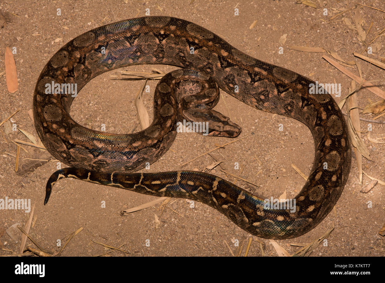 Common Northern Boa (Boa imperator) from Sonora, Mexico Stock Photo - Alamy