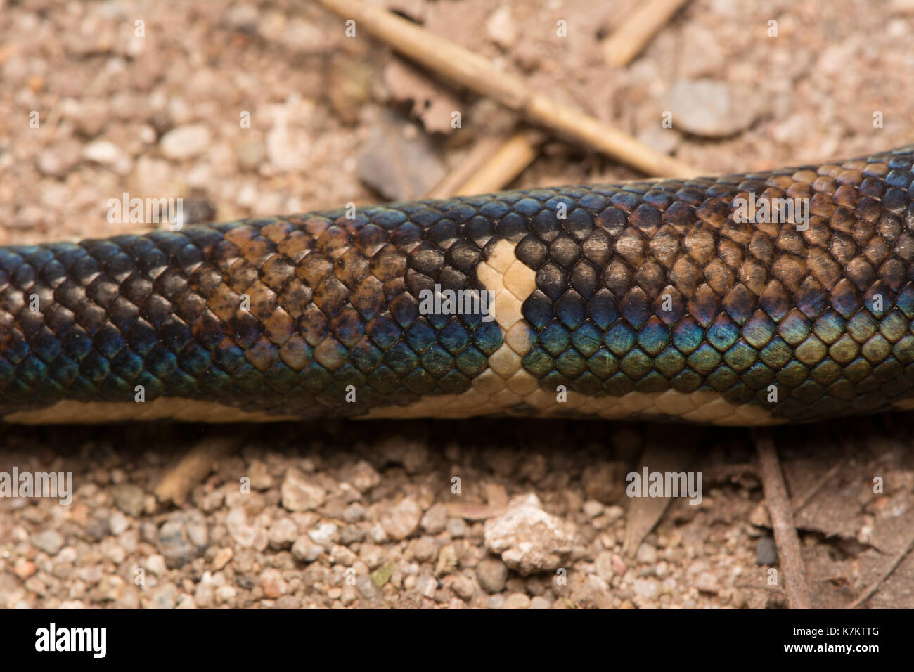 Common Northern Boa (Boa imperator) from Sonora, Mexico Stock Photo - Alamy
