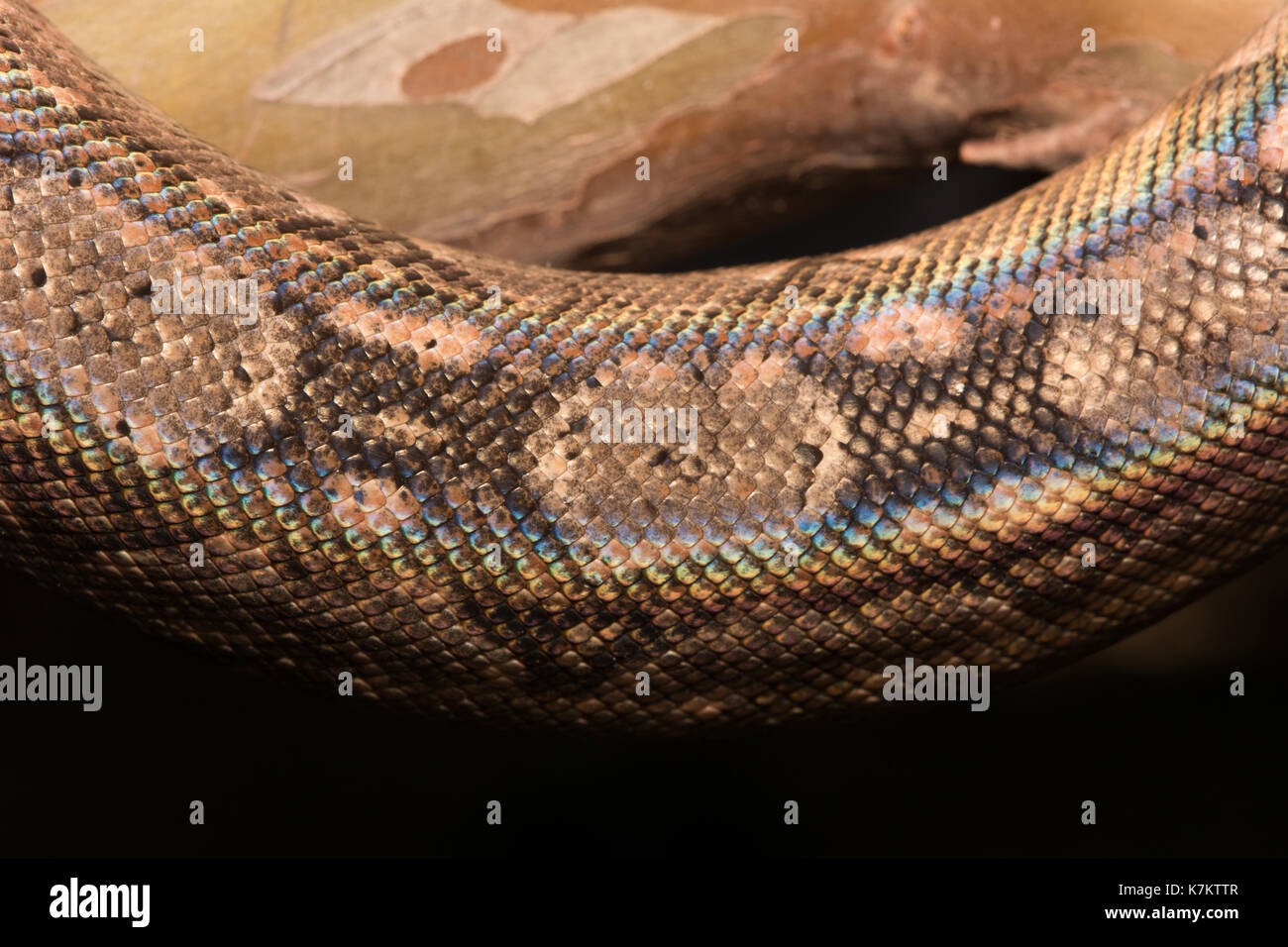 Common Northern Boa (Boa imperator) from Sonora, Mexico Stock Photo - Alamy