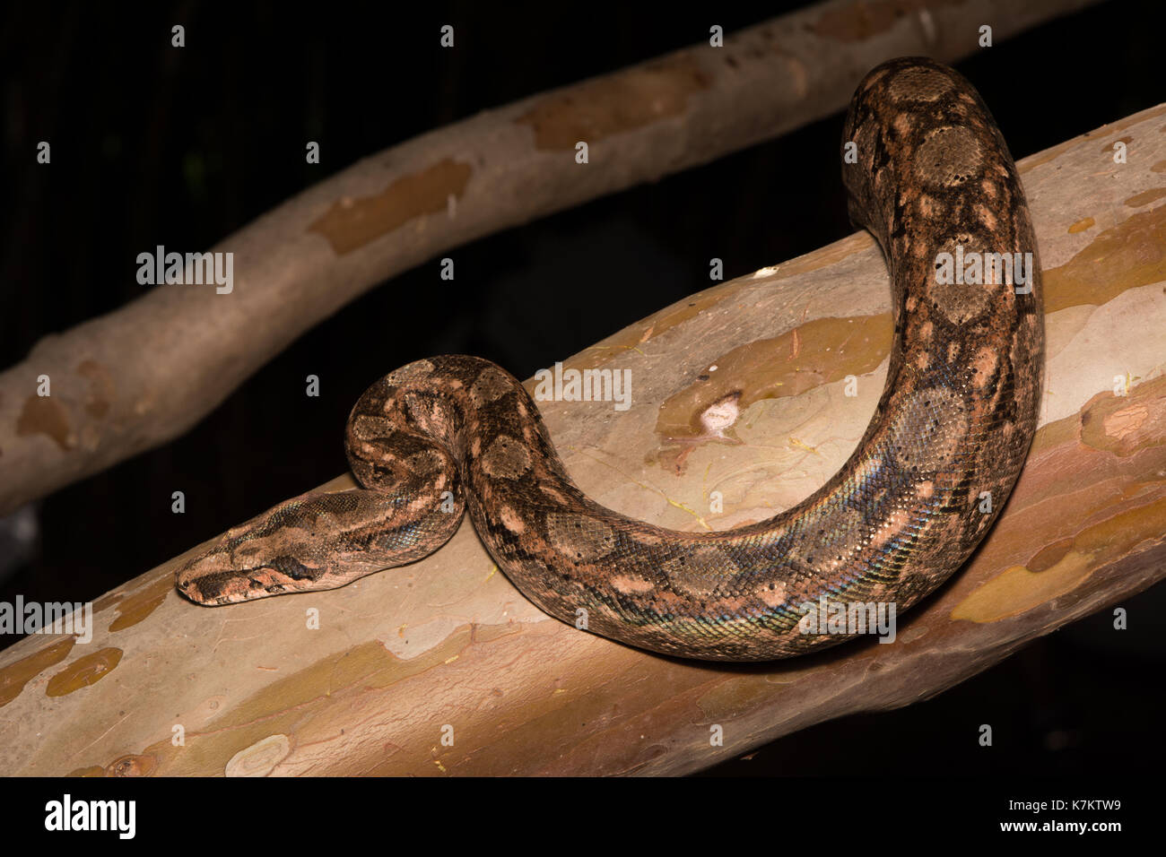 Common Northern Boa (Boa imperator) from Sonora, Mexico Stock Photo - Alamy