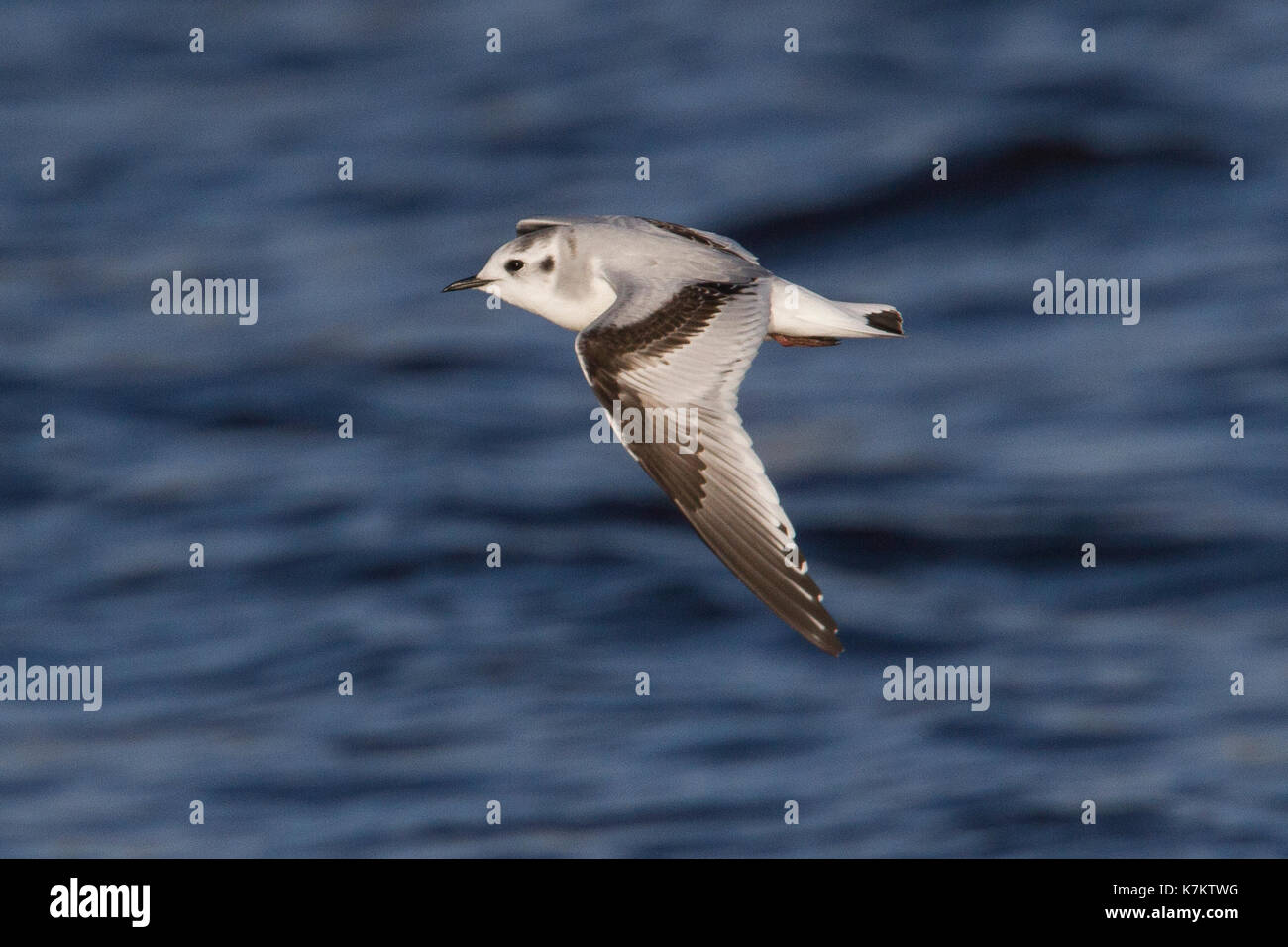 Little Gull (Laris minutus) first winter, Shetland, Scotland, UK Stock ...