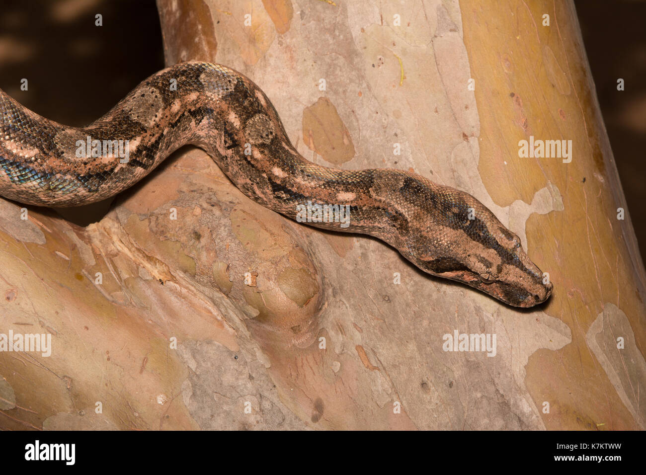Common Northern Boa (Boa imperator) from Sonora, Mexico Stock Photo - Alamy