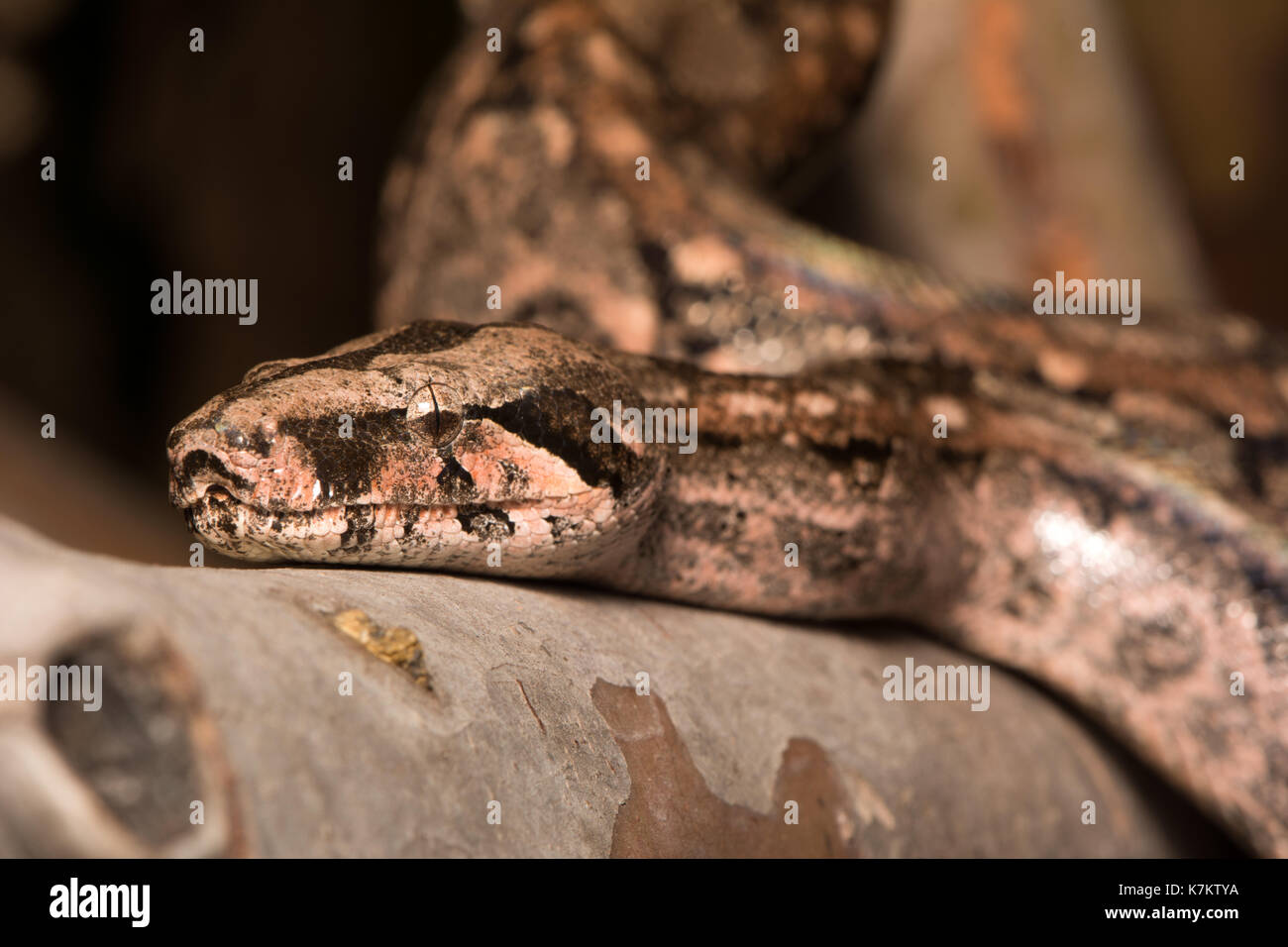 Common Northern Boa (Boa imperator) from Sonora, Mexico Stock Photo - Alamy