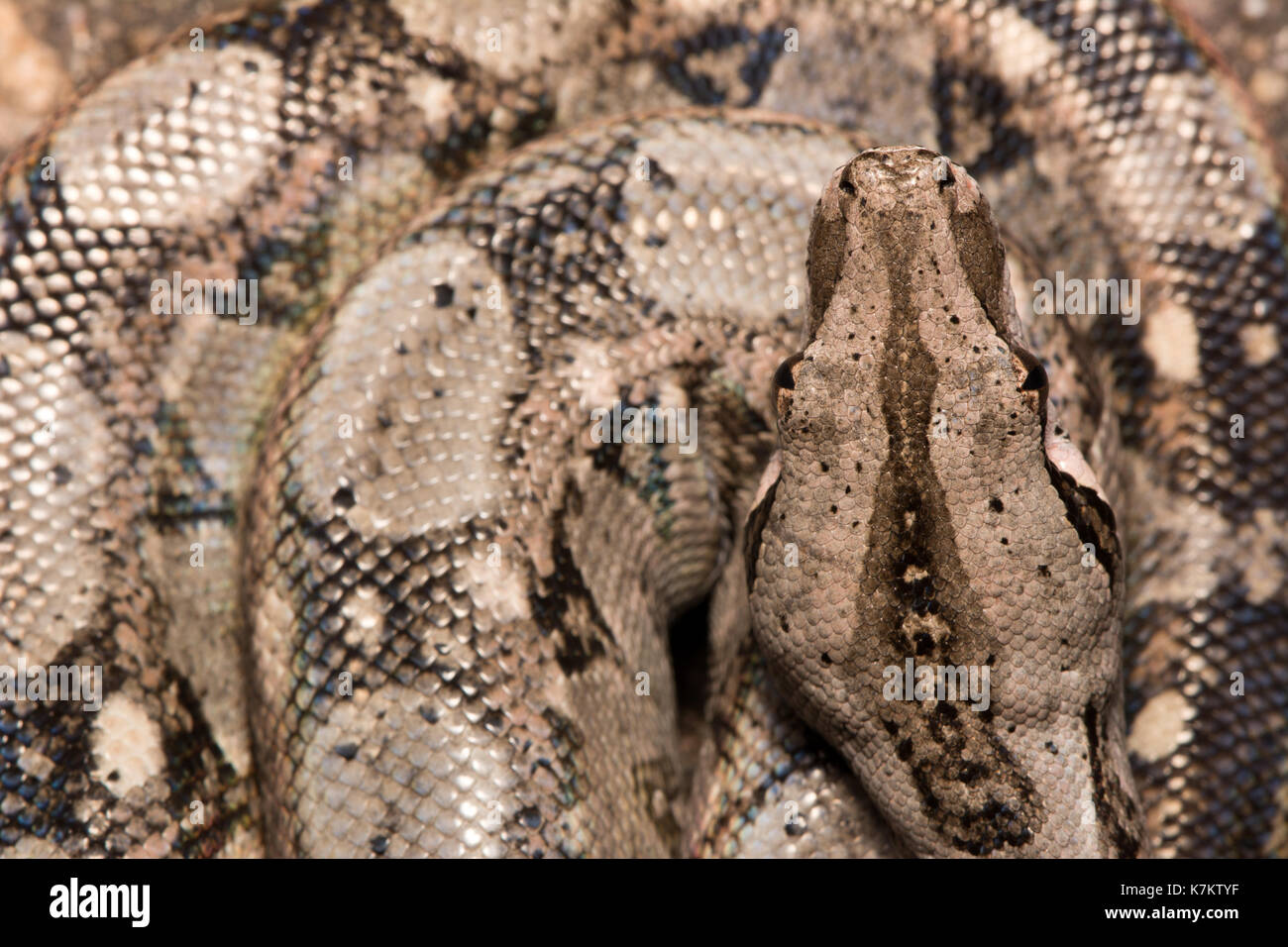 Common Northern Boa (Boa imperator) from Sonora, Mexico Stock Photo - Alamy