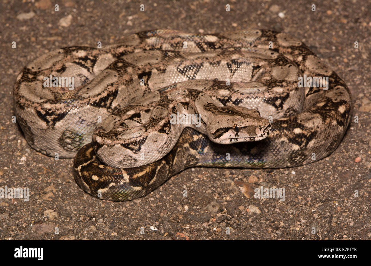 Boa sigma hi-res stock photography and images - Alamy