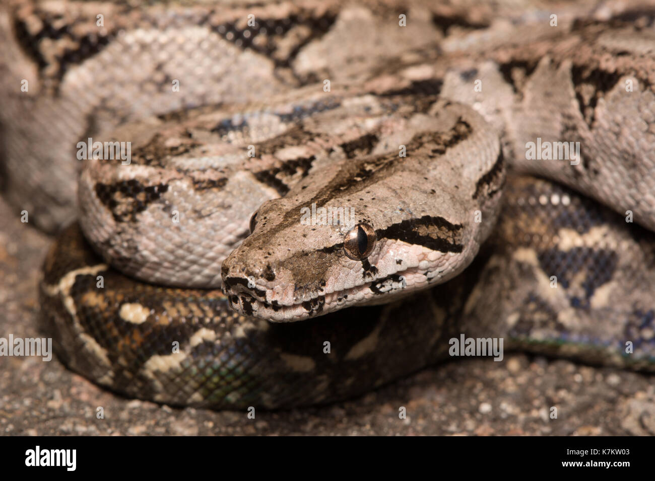 Boa constrictor imperator hi-res stock photography and images - Alamy