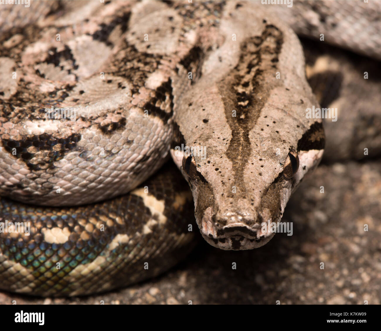 Common Northern Boa (Boa imperator) from Sonora, Mexico Stock Photo - Alamy