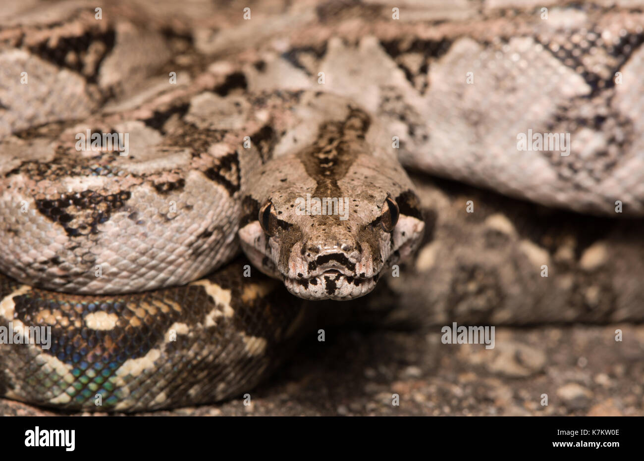 Common Northern Boa (Boa imperator) from Sonora, Mexico Stock Photo - Alamy