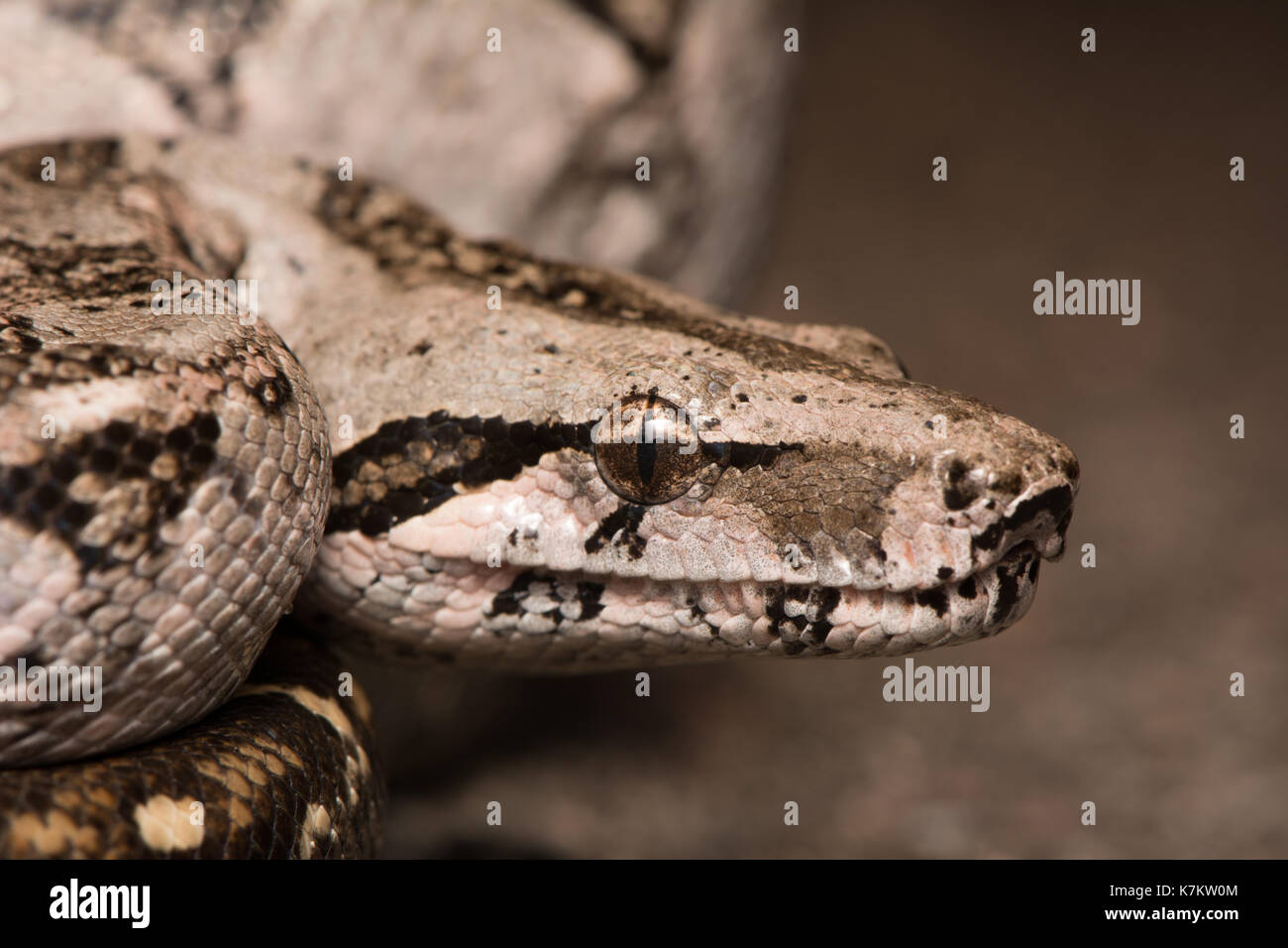 Common Northern Boa (Boa imperator) from Sonora, Mexico Stock Photo - Alamy